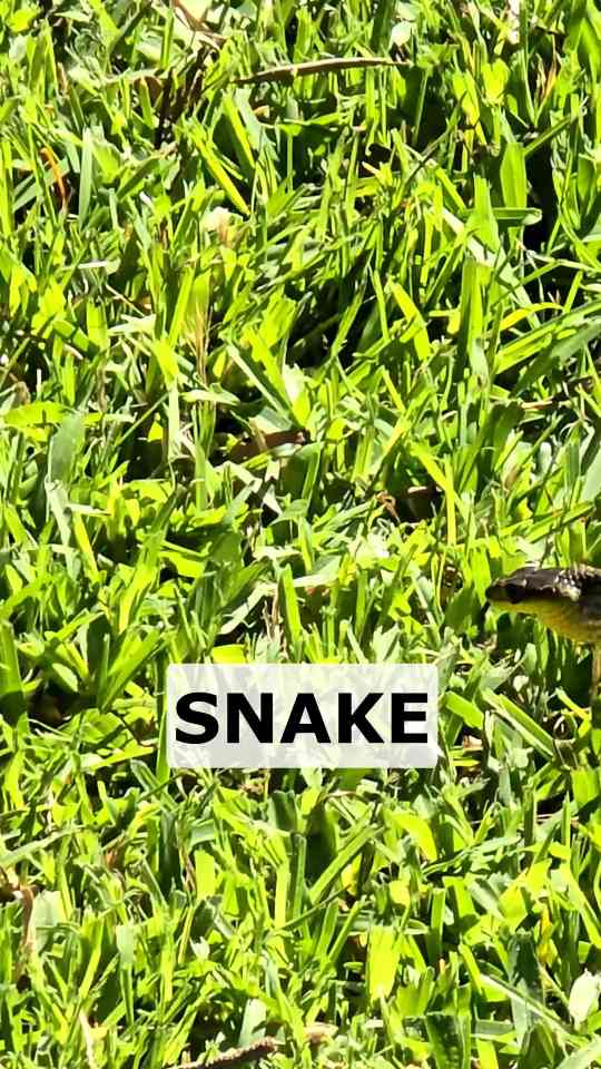 Snakes are Pretty Quick!