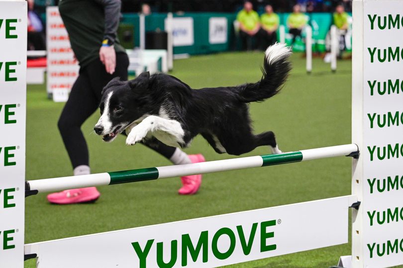 Crufts 2026 at Birmingham NEC confirmed as tickets on sale from £24