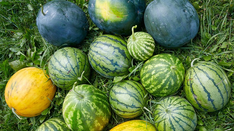 A Beginner's Guide To Watermelon Varieties