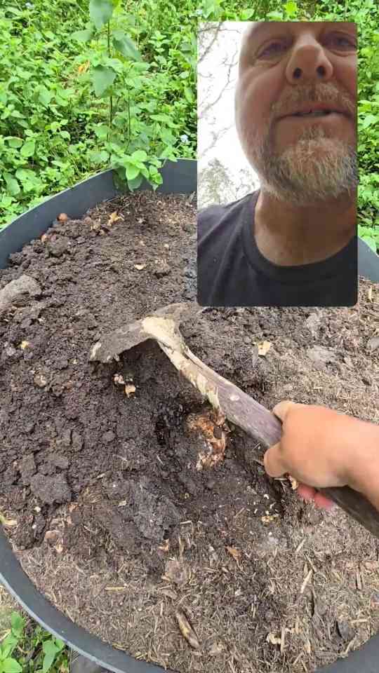 What Happens When a Hen Drops Off the Perch