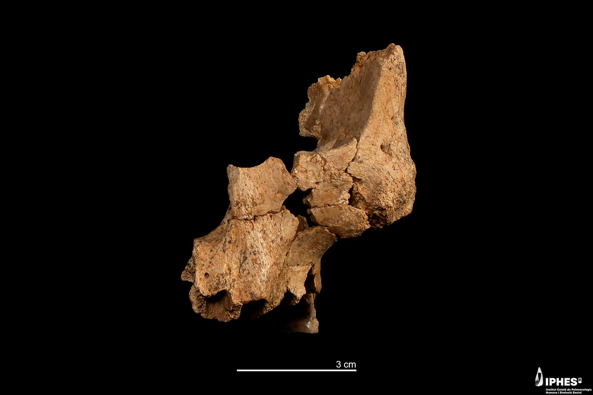 Oldest known human fossil found in western Europe
