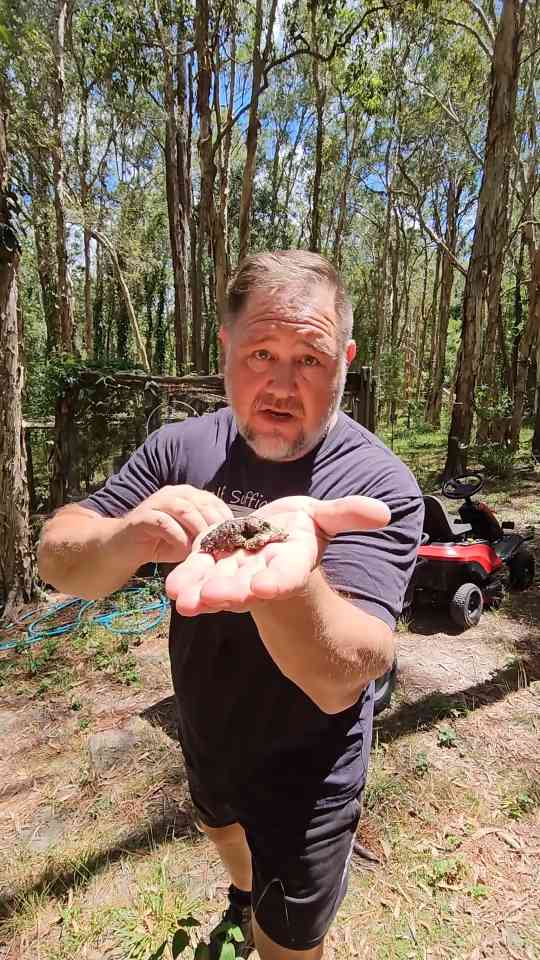 Another GREAT Reason For Keeping Chickens