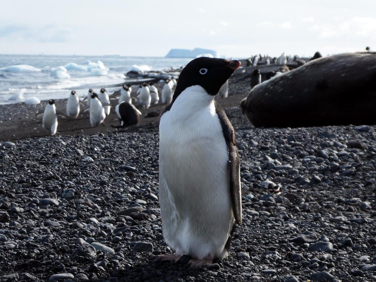 Scientists Uncover a Frozen History in 6,000 Years' Worth of Penguin ...