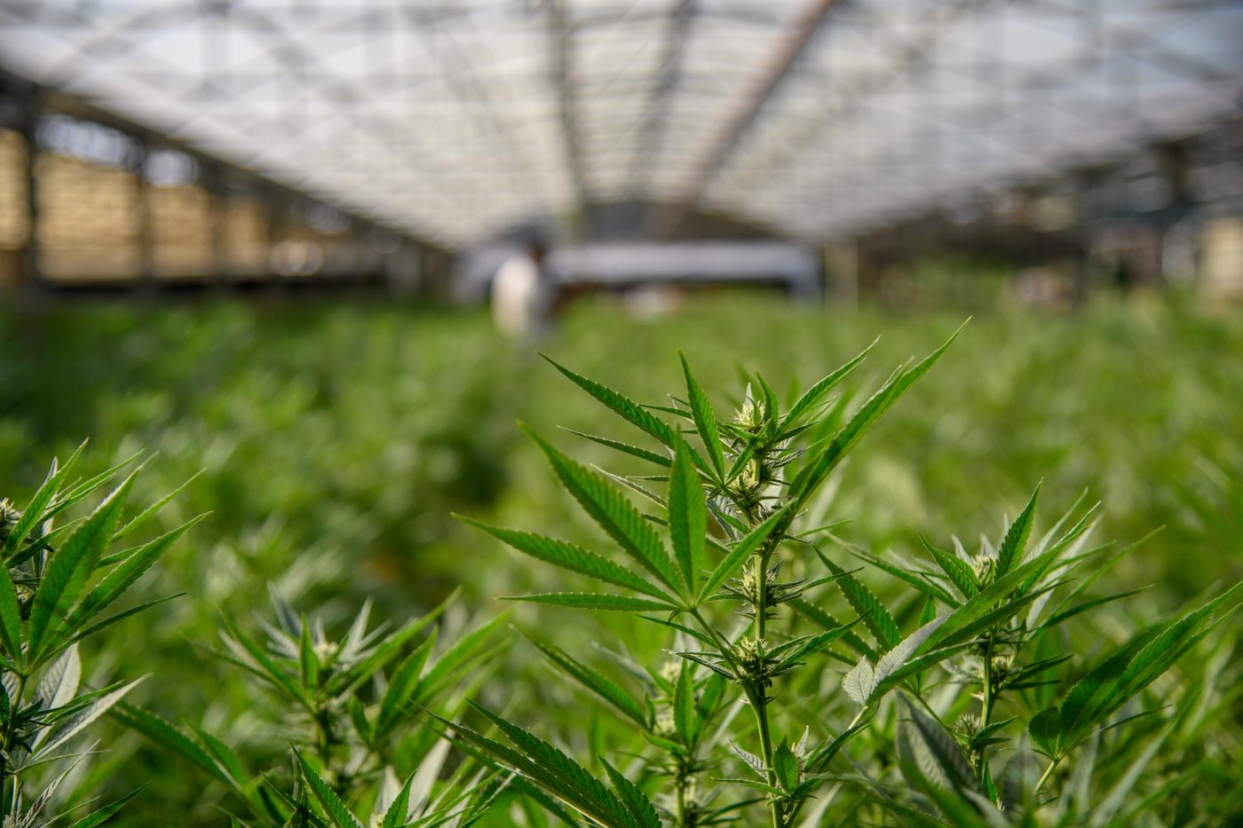 Una pianta ci salverà: storia della canapa e l’inizio della sopravvivenza