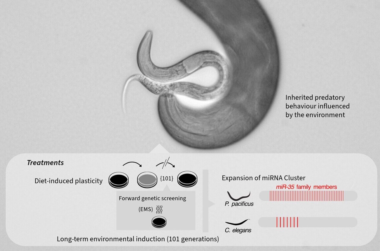 Predatory behavior is an inherited trait across multiple generations in ...