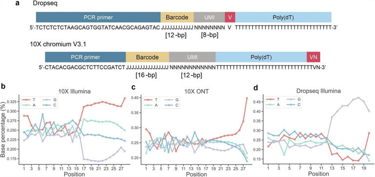 Innovative bead design will enhance single-cell transcriptomics accuracy