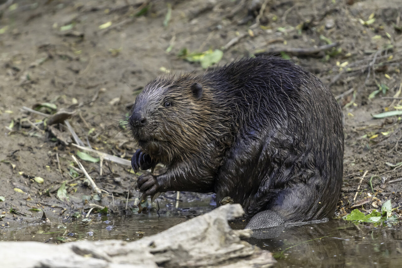 Brown trout can successfully navigate beaver dams, monitoring study shows