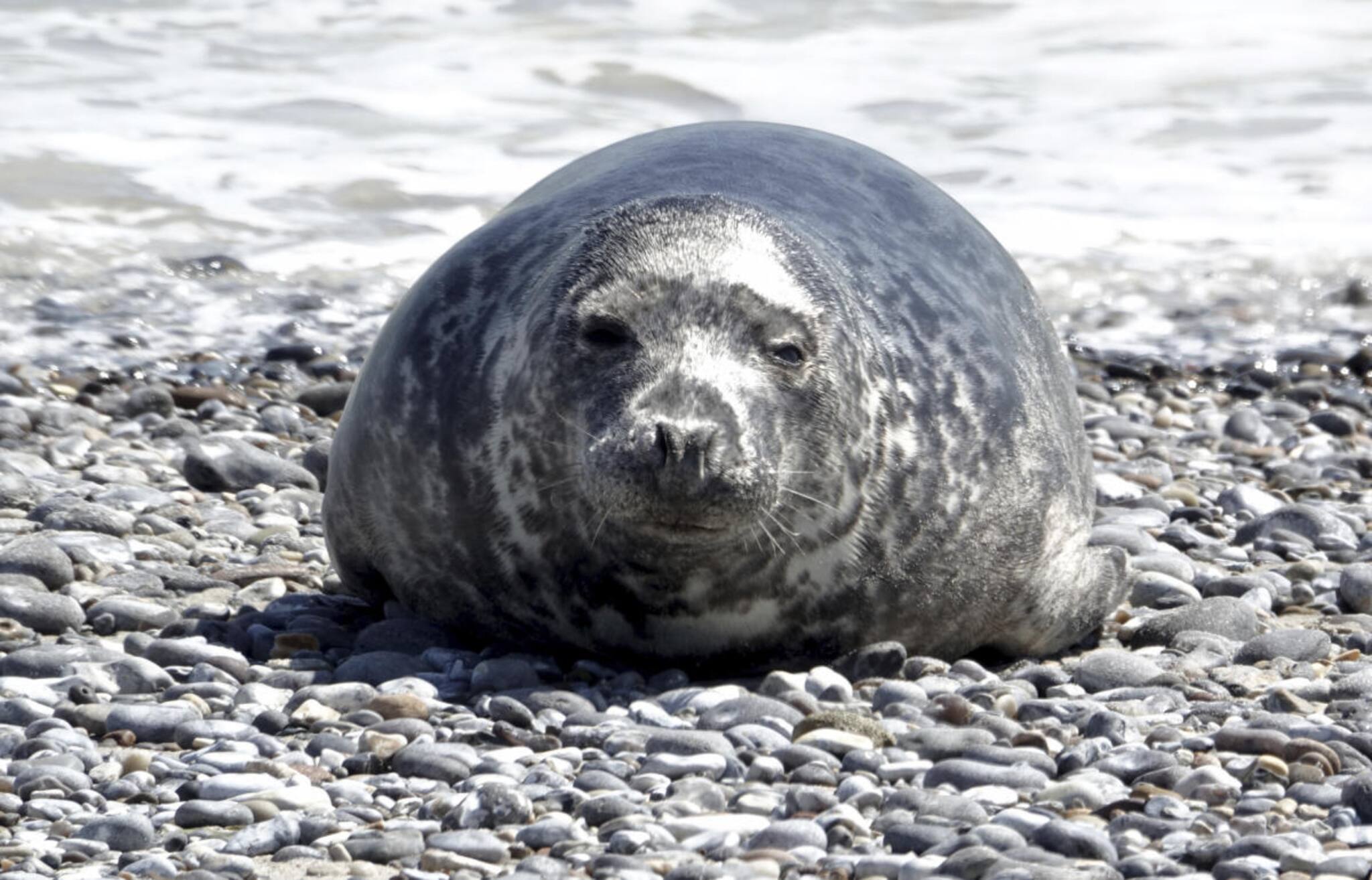 Robbe in Kiel: Passantin filmt Meeressäuger in der Förde