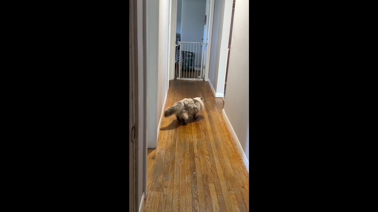 Ragdoll Cat Literally Bounces Off The Wall