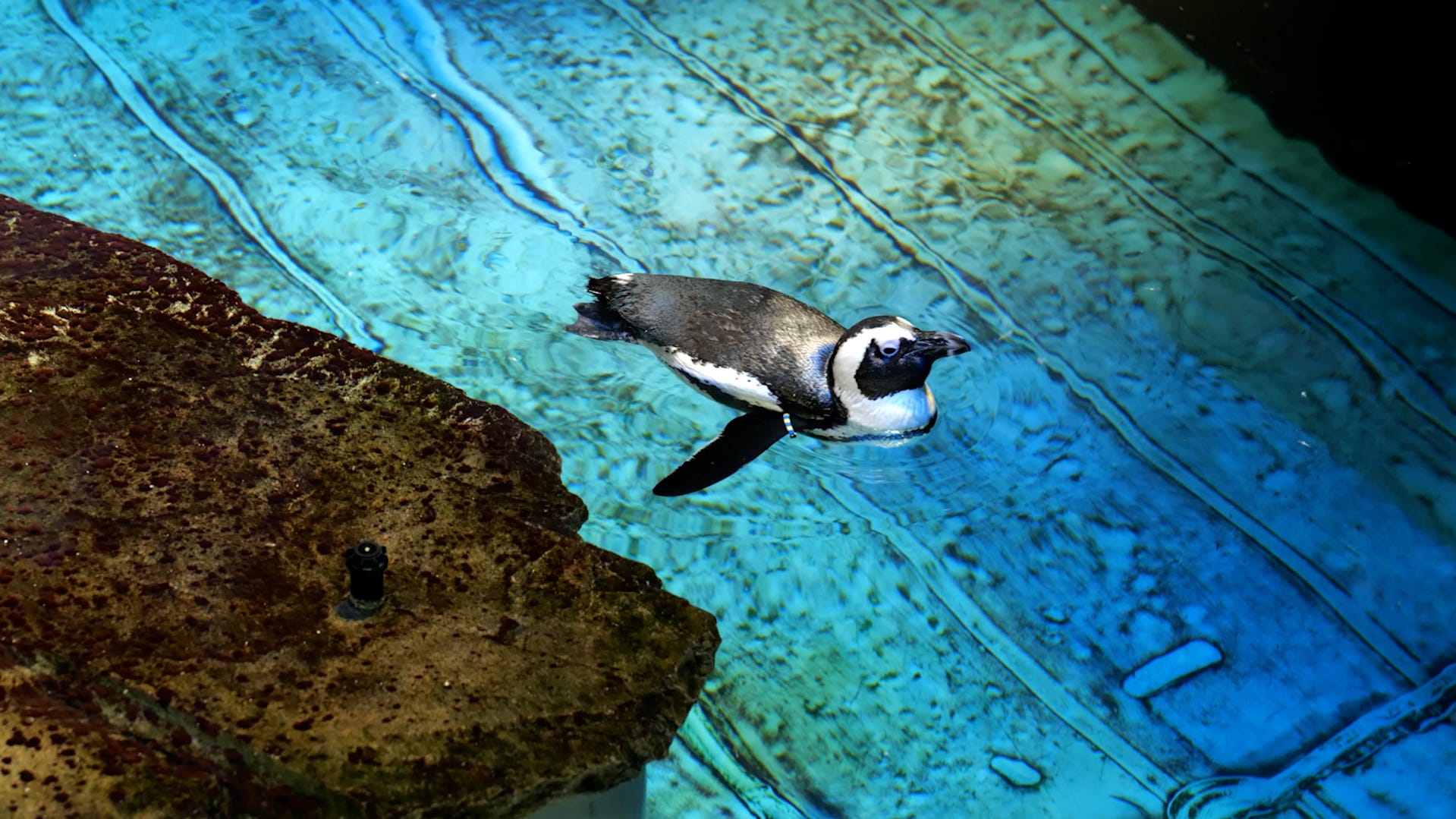 The New England Aquarium creates 'retirement home' for aging penguins