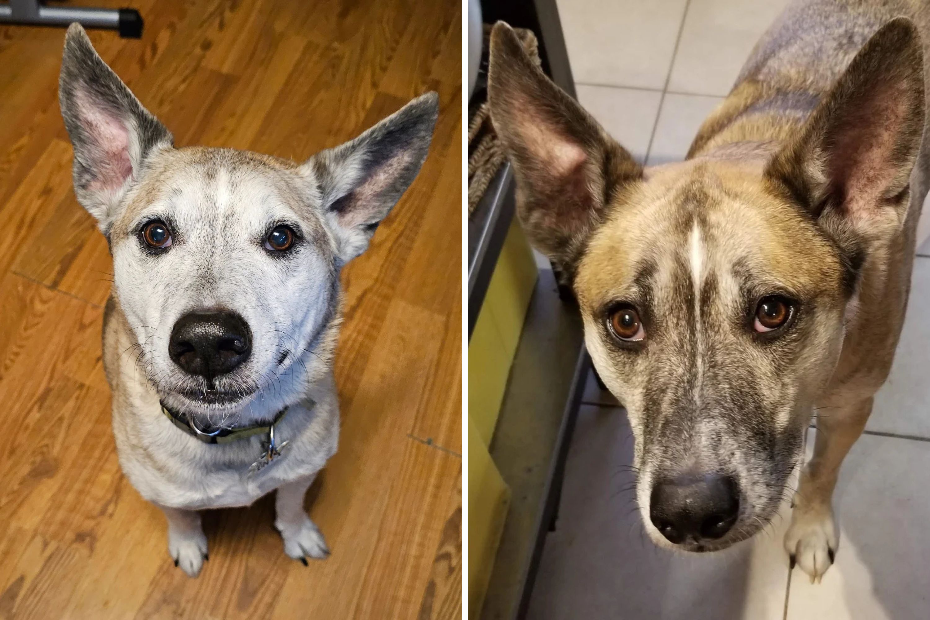 Dog Owner Takes Yearly Adoption Anniversary Pics—Last One Is Devastating