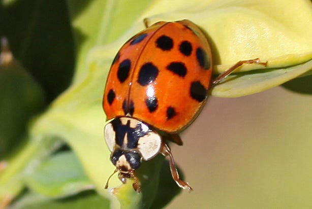 Why are there so many ladybugs? Or is that an Asian beetle? What to ...