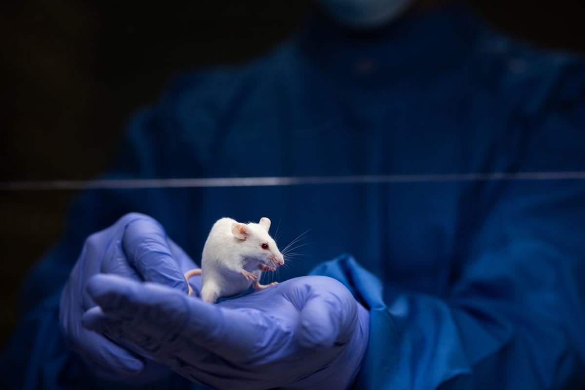 Scientists Put A Human "Language Gene" Into Mice And Curious Things ...
