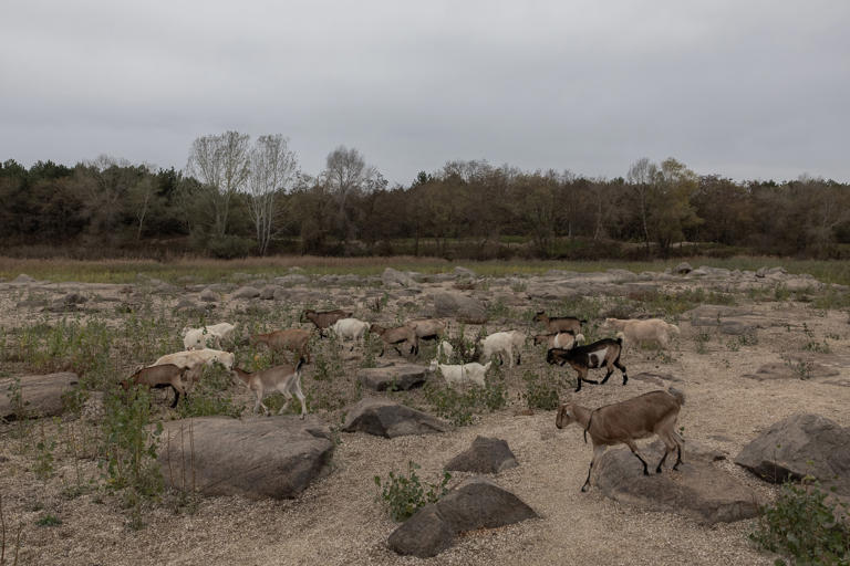 Destruction of Ukraine dam triggered toxic ‘time bomb,’ researchers say