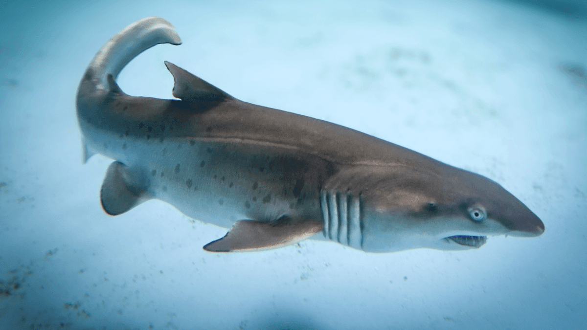 “Incredibly Rare” Video Captures Historic Grey Nurse Shark Birth At ...