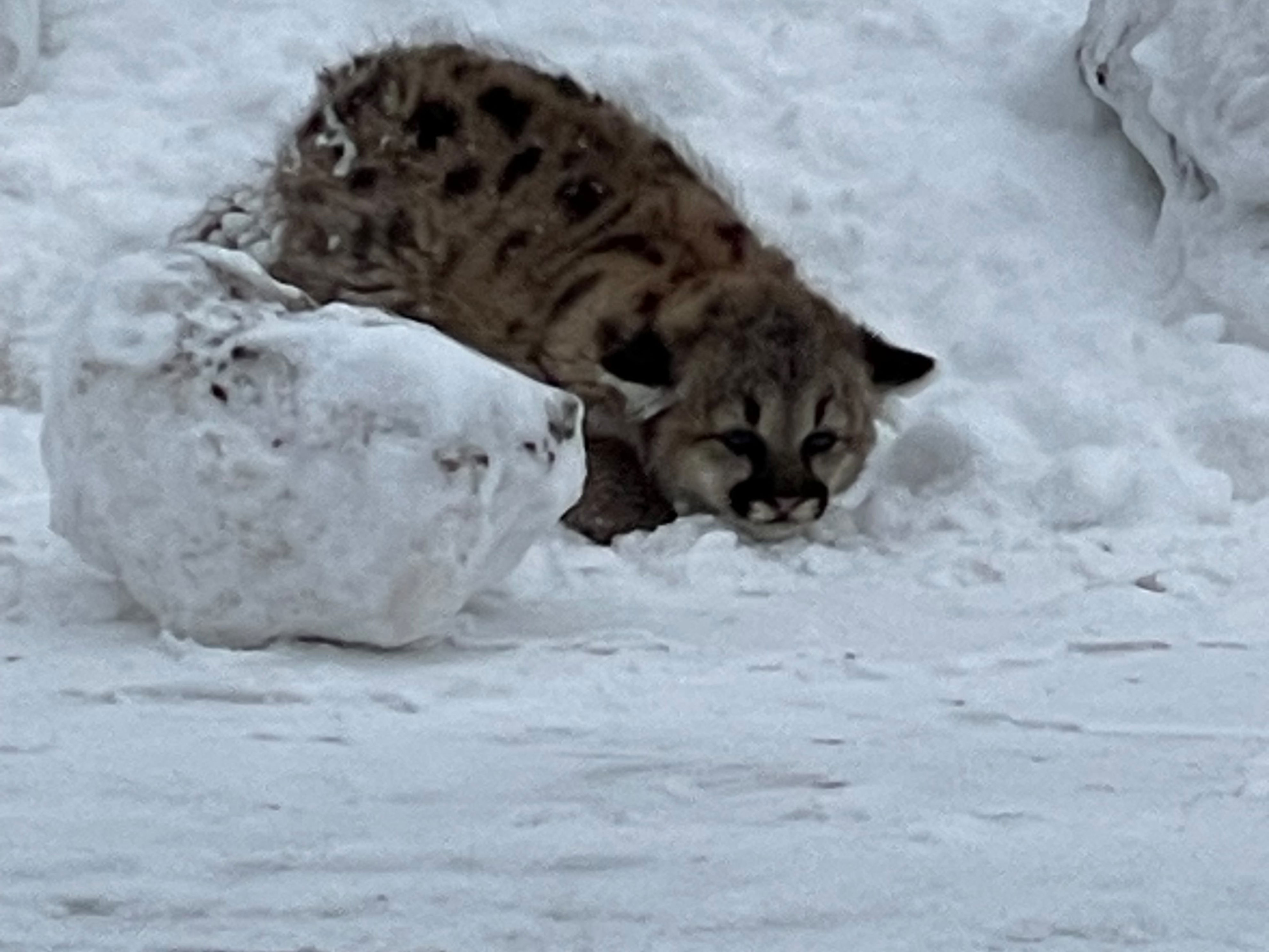 First cougar cubs discovered in Michigan in more than a century