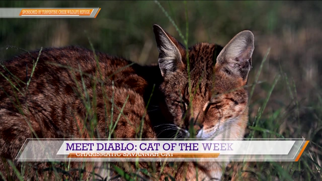 Diablo - Cat of the Week