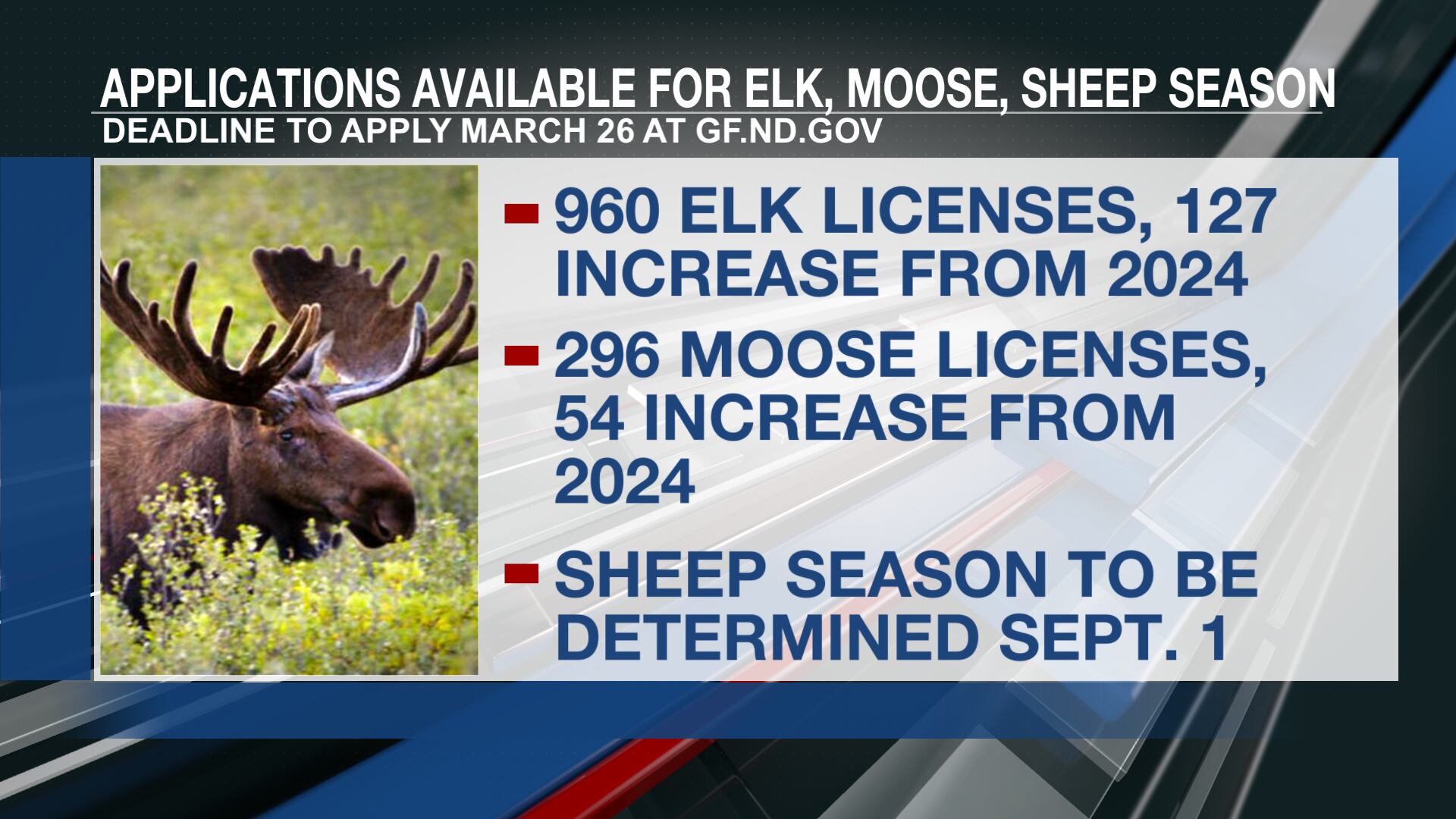 Applications available for 2025 elk, moose and sheep season
