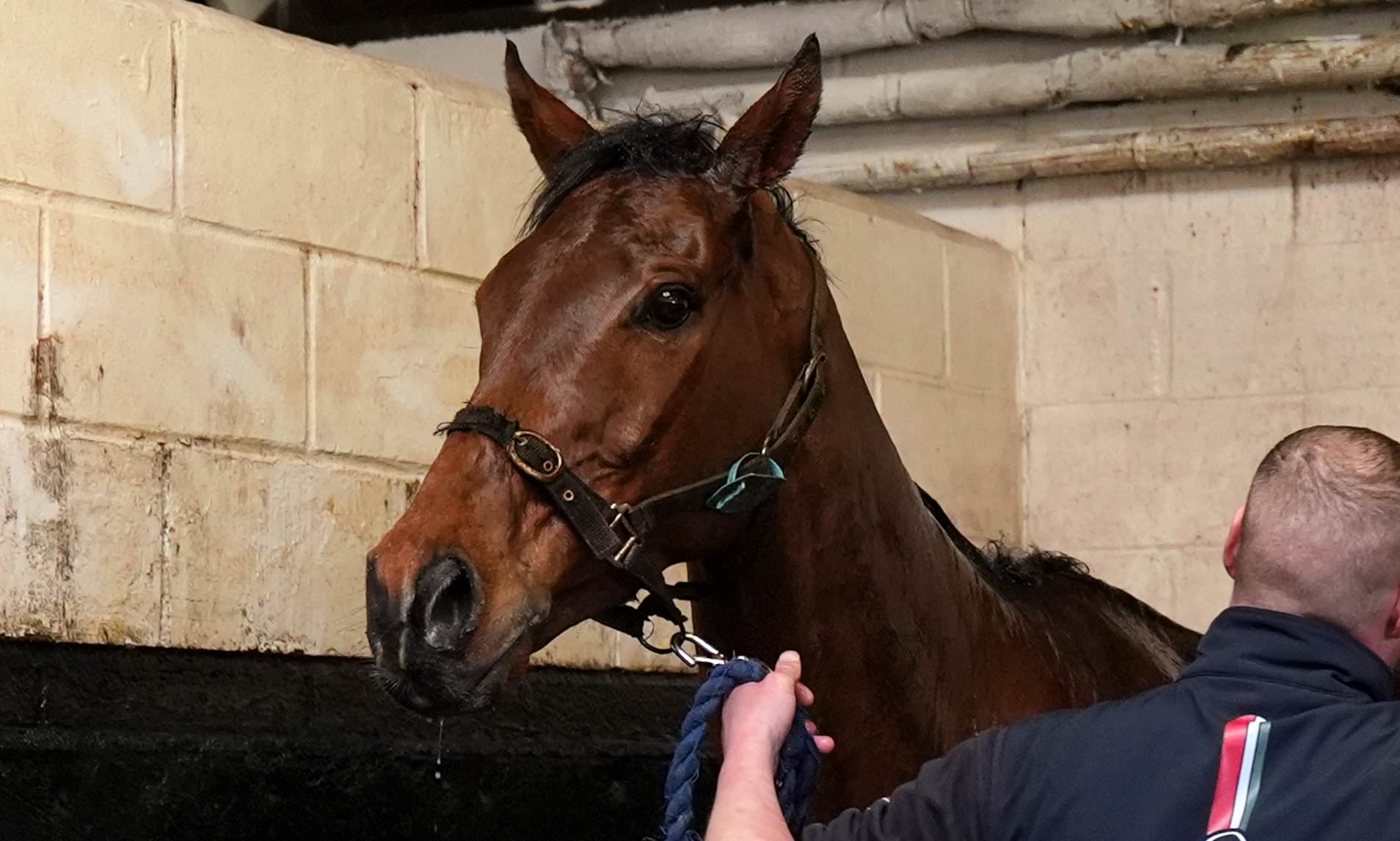 Racehorse Springwell Bay dies after fall at the Cheltenham Festival