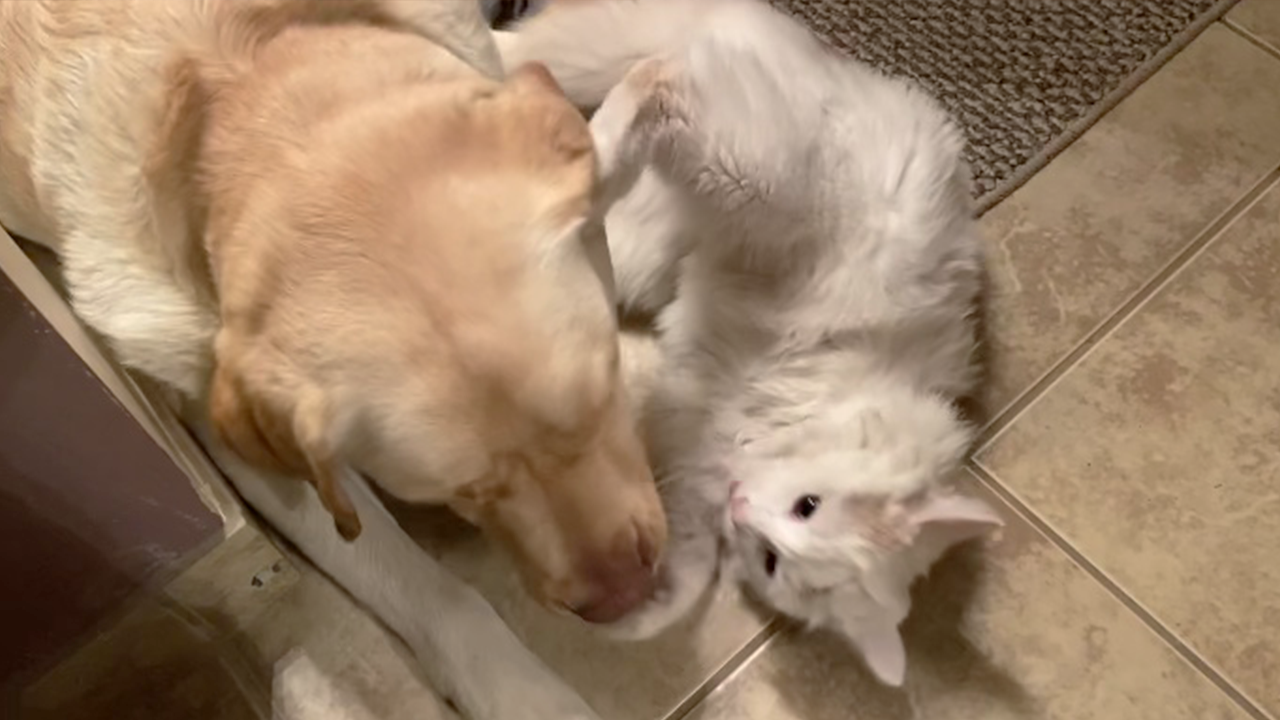 '5-Star Wrestling Match between a Cat & Dog Caught on Camera