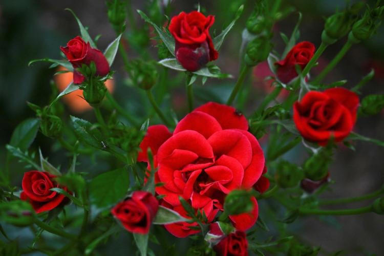 « Découvrir le pot aux roses » : que signifie cette expression