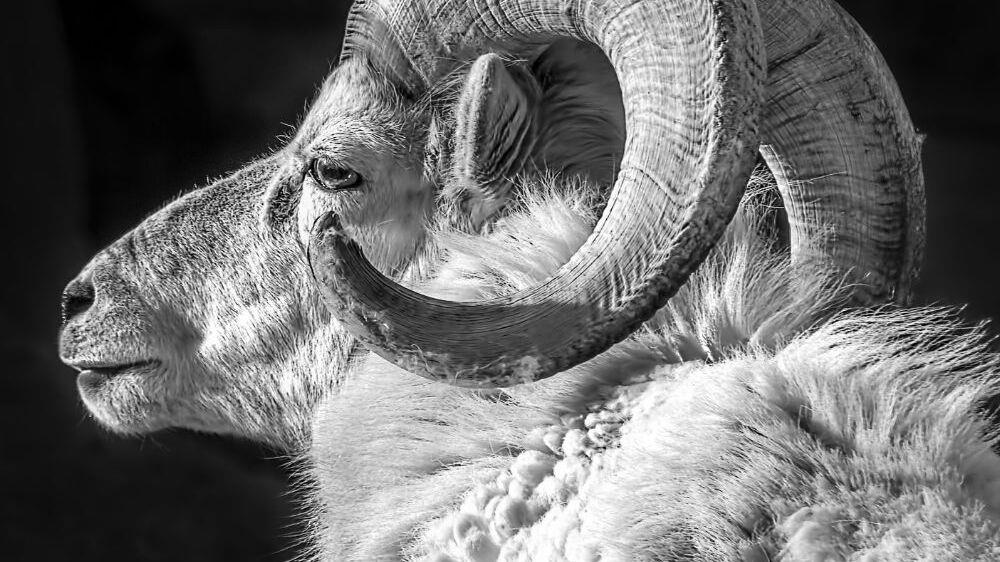 Widder: Entdecken Sie die Urkraft und Leidenschaft des ersten ...