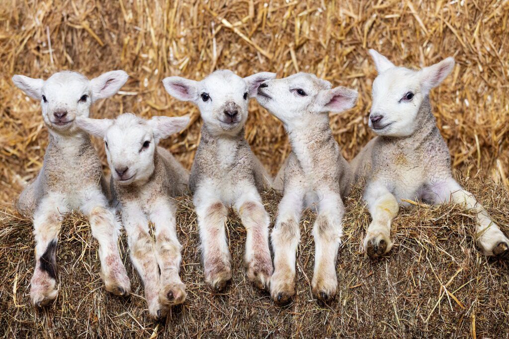 Five lambs born to the same ewe in a ‘one in a million’ occurrence