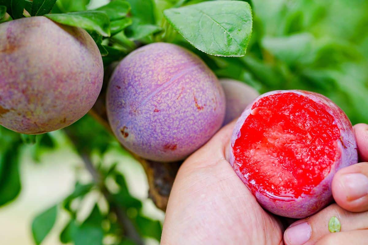 14 Fruits That Were Once a Staple in Diets Worldwide and Are Now Forgotten