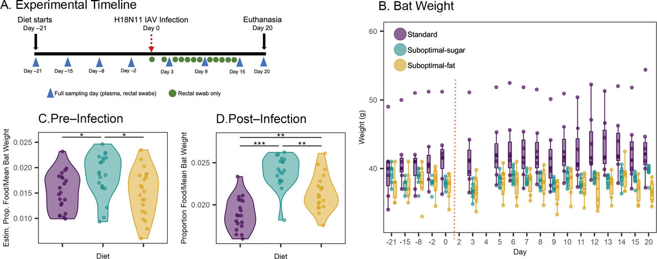 Changes in bats' diets can increase spread of viruses and spillover risk