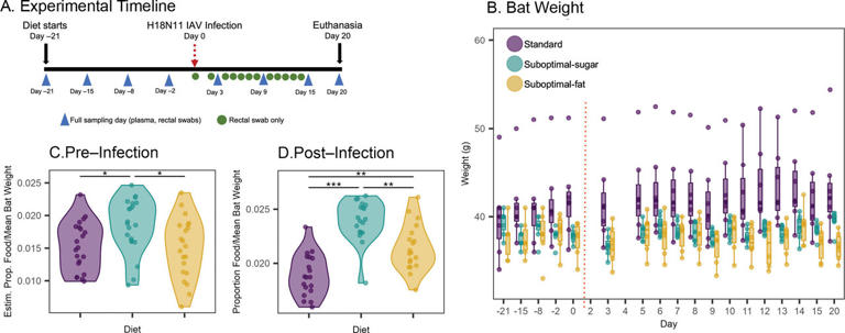 Changes in bats' diets can increase spread of viruses and spillover risk