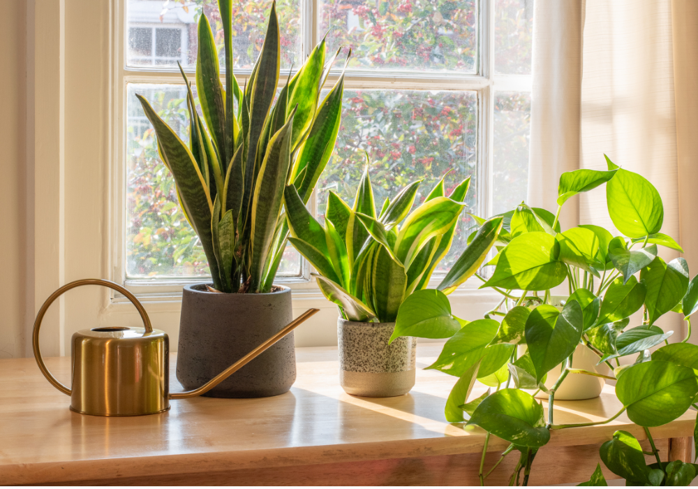 11 Little-Known Benefits of Surrounding Yourself with Natural Elements ...