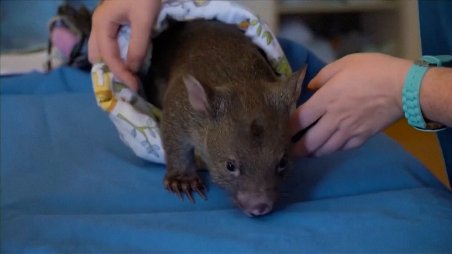 Influencer under fire in Australia after taking wombat from mother for ...
