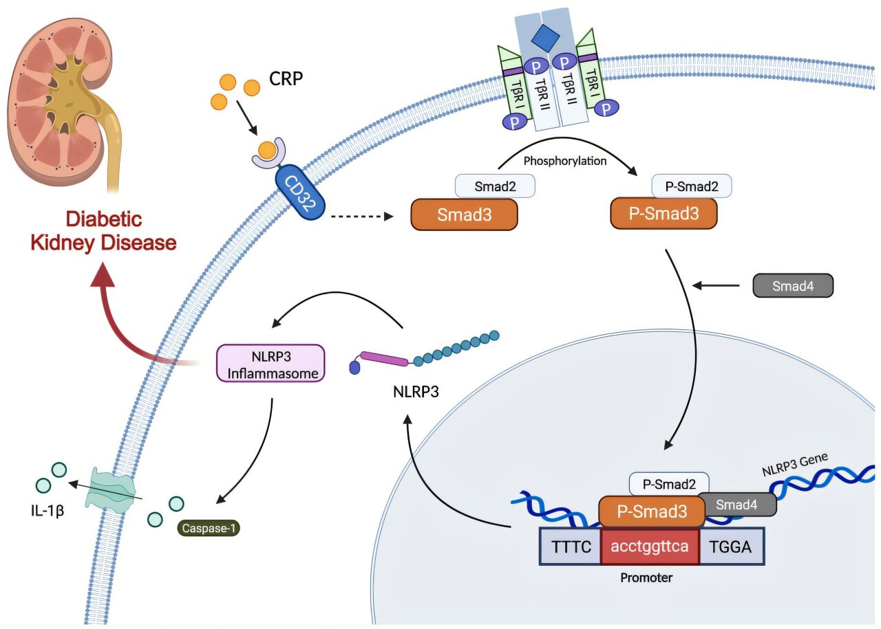 Discovery of C-reactive protein's inflammatory pathway in diabetic ...