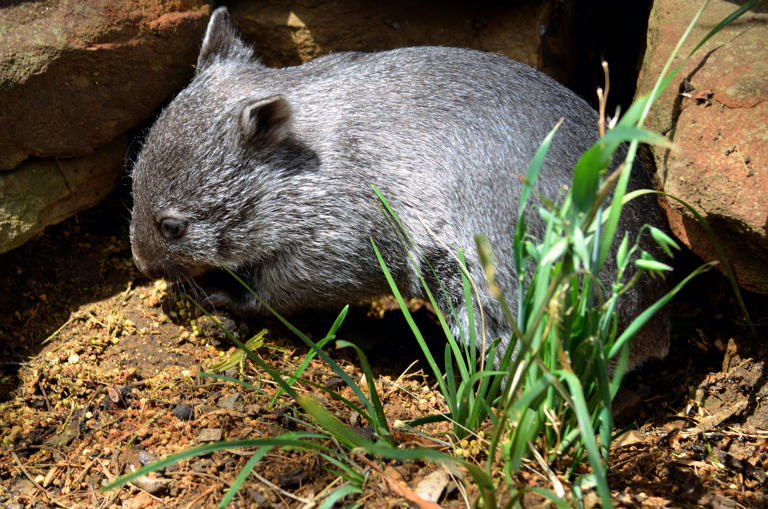 U.S. influencer snatches baby wombat from its mom. Cue Australian ire.
