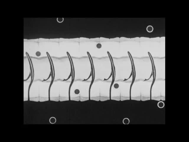 Earthworm Locomotion: Exploring Anatomy, Bristles, and Digestive System