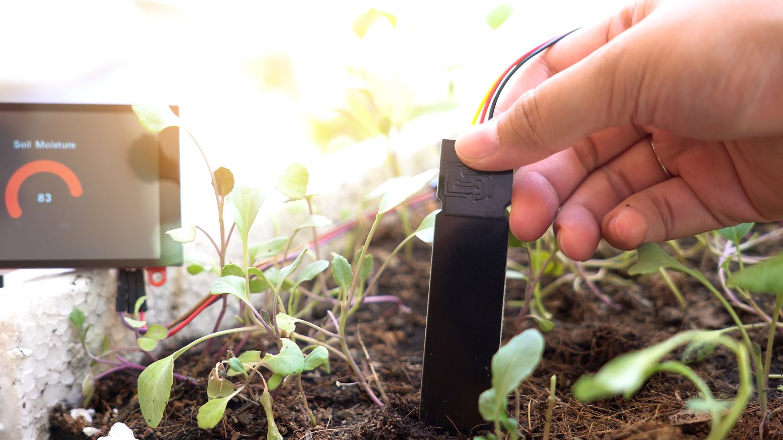 How Smart Soil Sensors Improve Home Gardening Efficiency