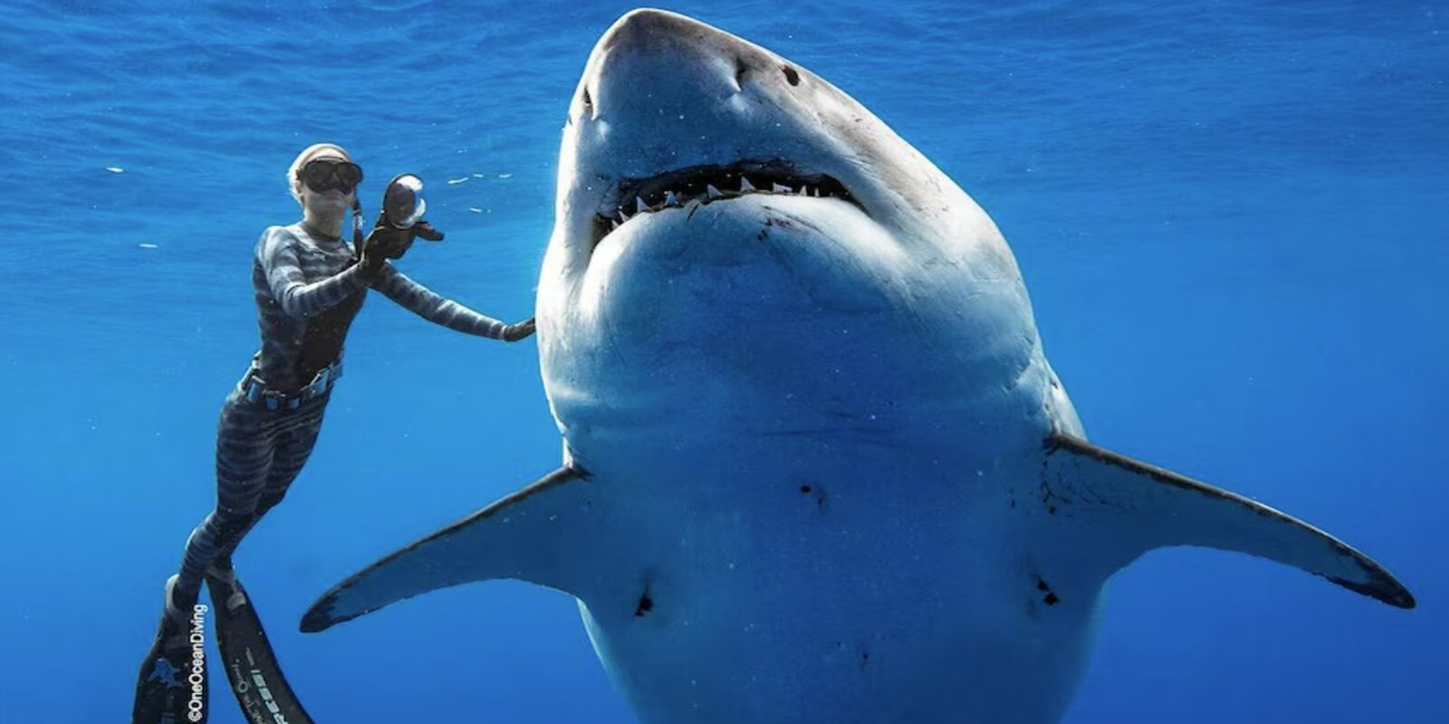 Noch größer als Deep Blue? - Haole Girl: Ist dieser Weiße Hai der größte der Welt?