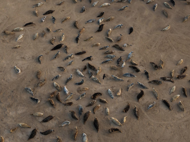 A somber celebration, a royal resuscitation and more of the week’s best ...