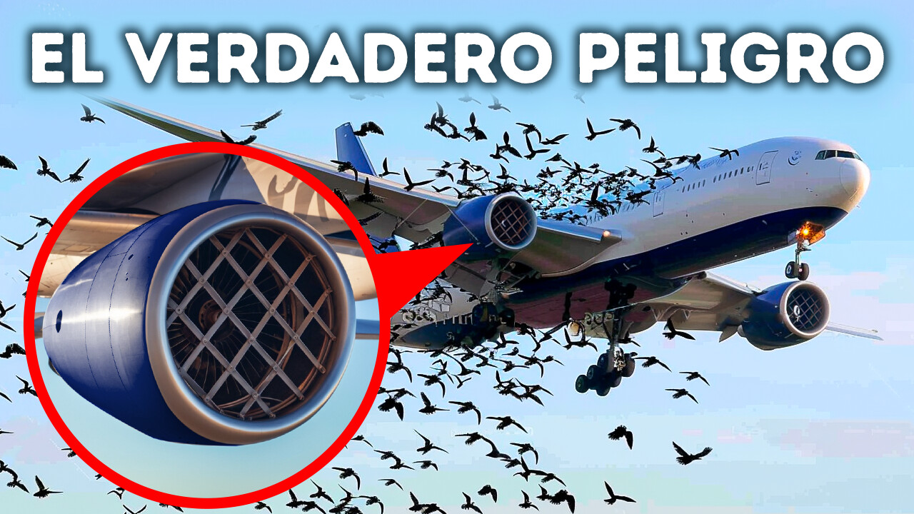 Por qué los aviones no tienen barreras para aves