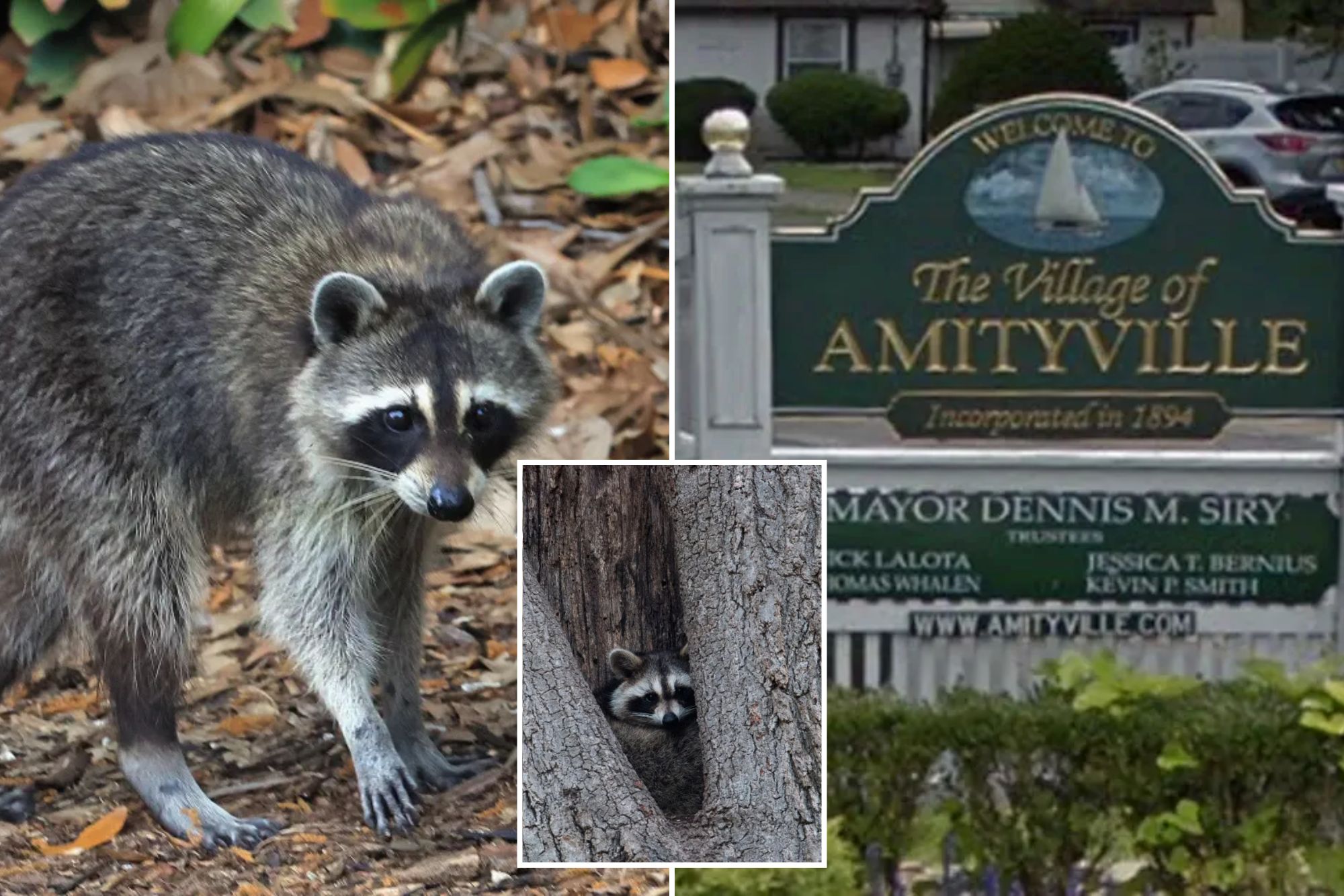 Long Island faces rabies warning after 2 raccoons are confirmed to be ...