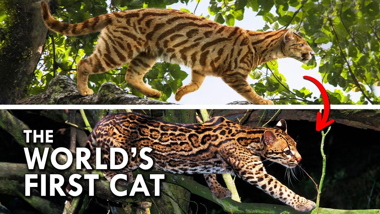 Proailurus: The World's First Cat