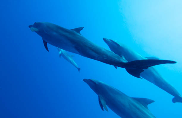 La Pollution Sonore Nuit À La Vie Marine, Selon Une Nouvelle Étude