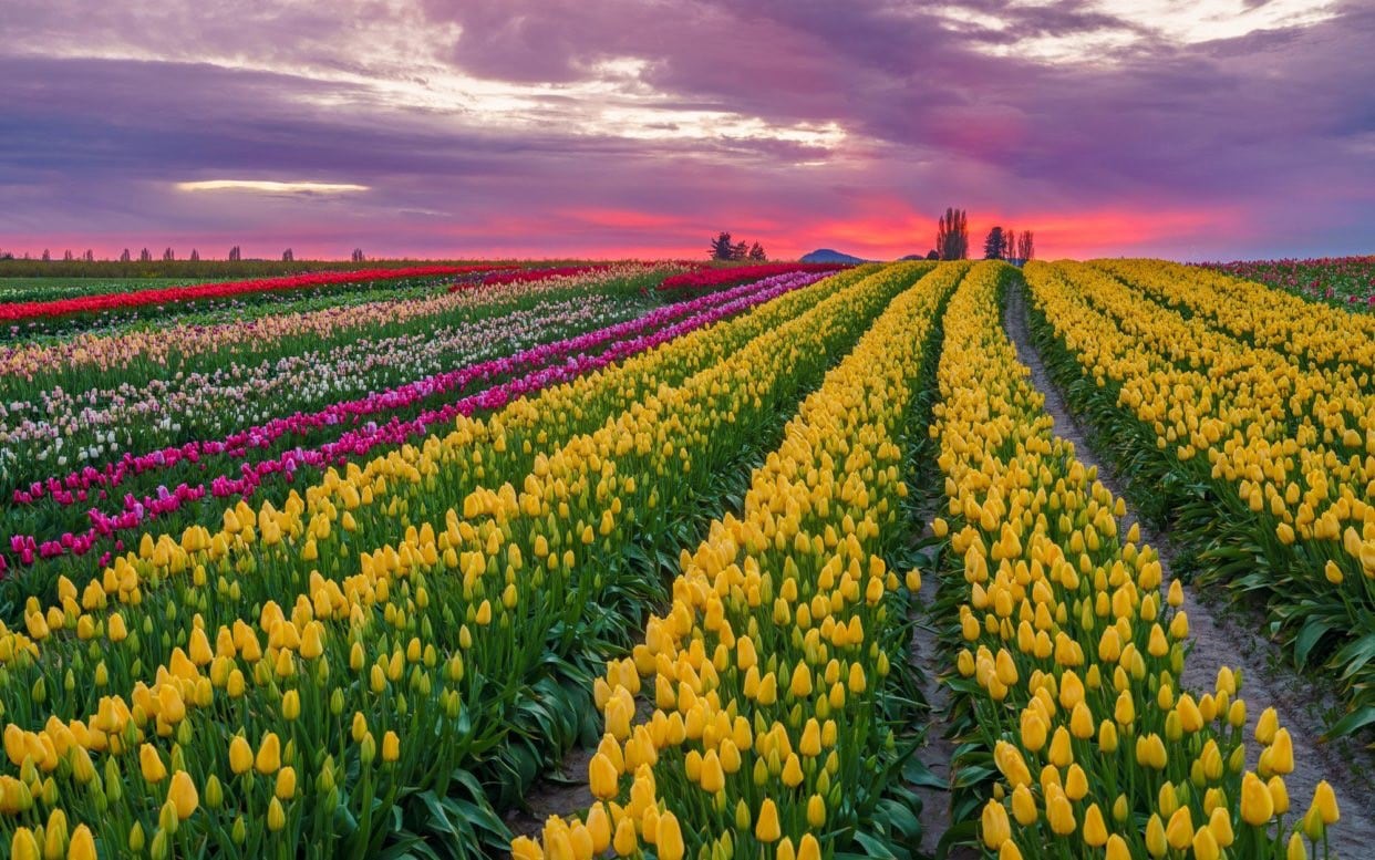 Everything you need to know about the 2025 Skagit Valley Tulip Festival