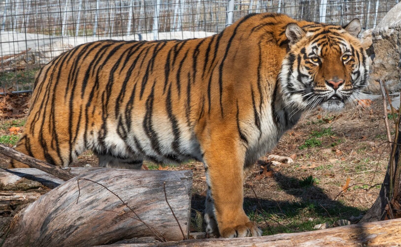 Judge sentences 2 Arkansas men for having a tiger in their home; refuge ...
