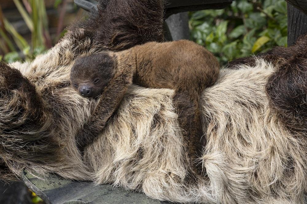 Sloth gives birth to healthy pup at San Diego Zoo