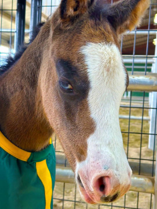 U.S. Border Patrol Big Bend Sector welcomes baby horse