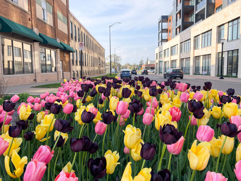 The Must-See Tulips of Holland Michigan's Spring Festival