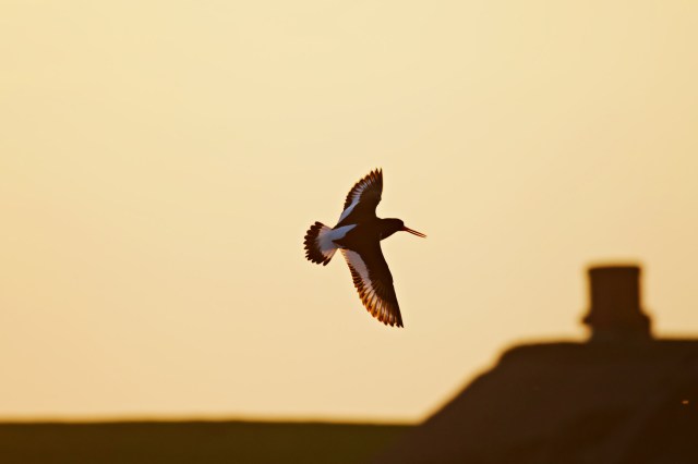 Scientists stunned by eye-catching bird's incredible comeback: 'Amazing ...