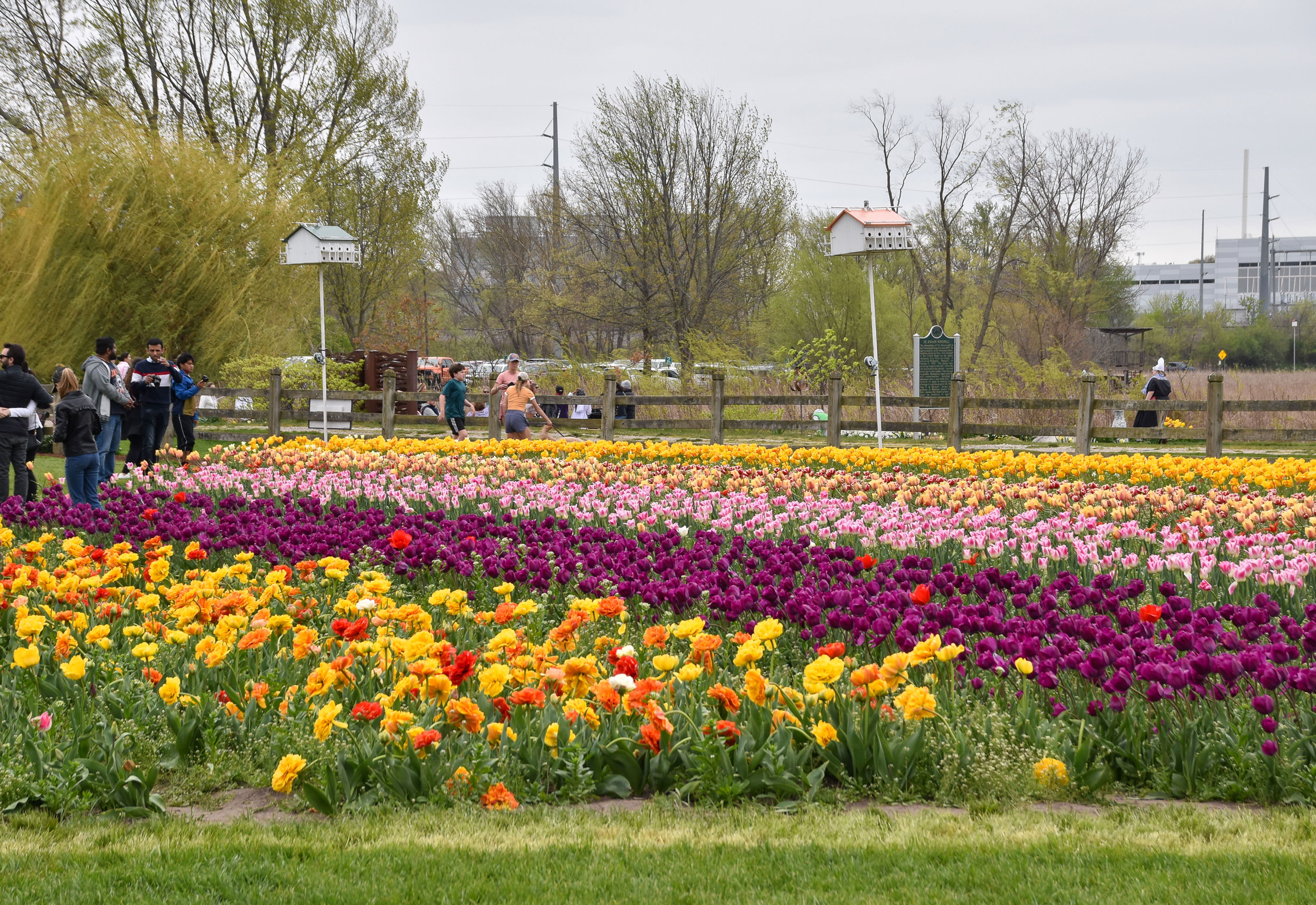 The Must-See Tulips of Holland Michigan's Spring Festival