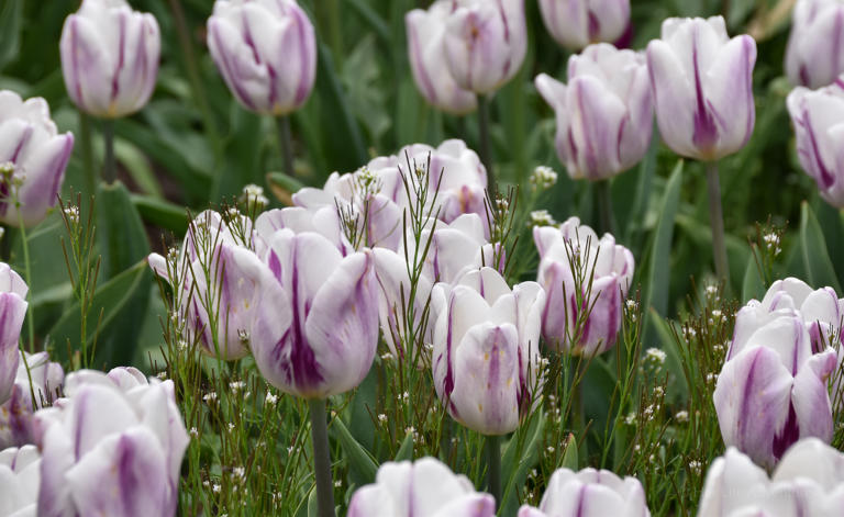 The Must-See Tulips of Holland Michigan's Spring Festival